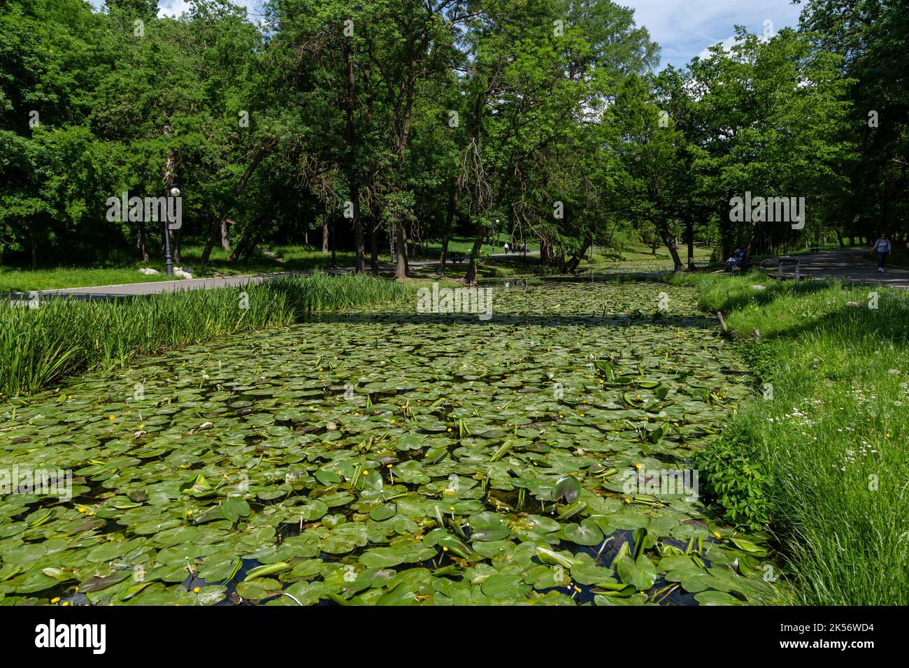 Craiova, Dolj County, Romania – May 14, 2022: Water lilies on the Great ...