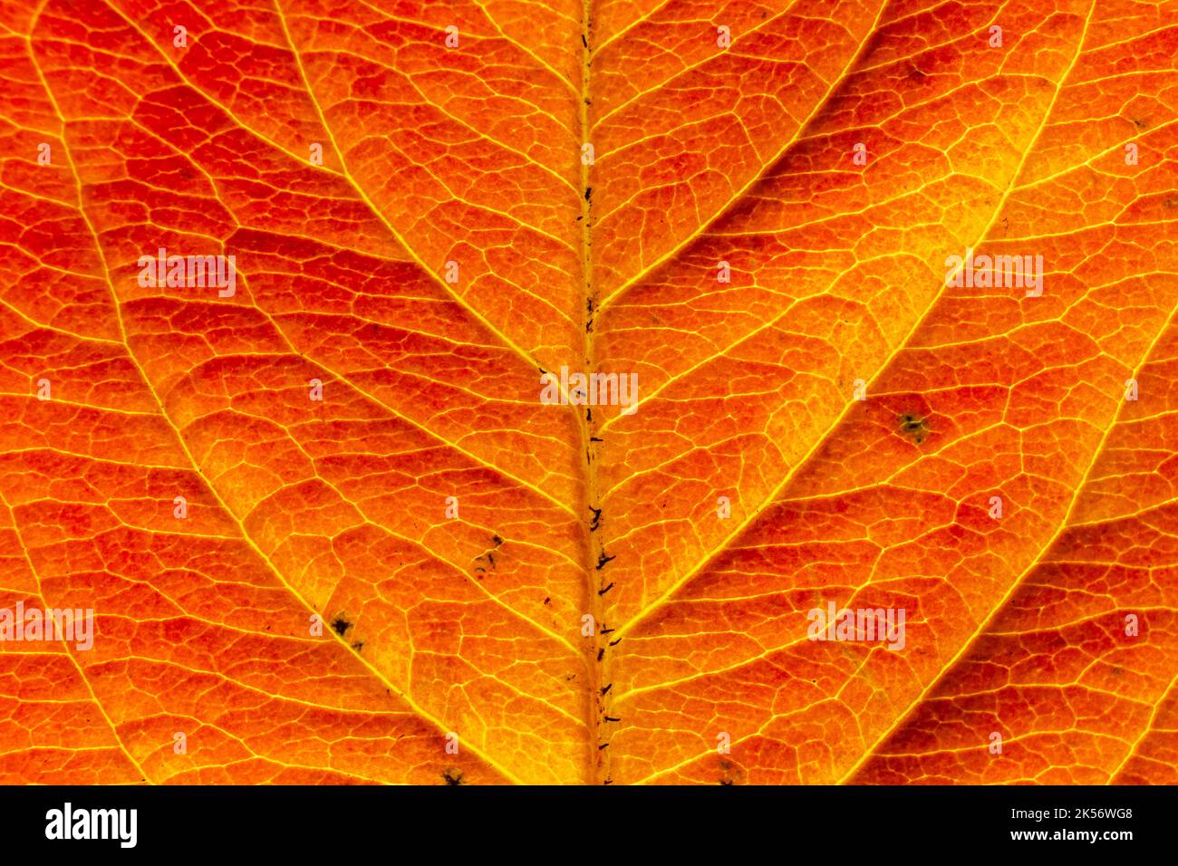 Closeup autumn fall extreme macro texture view of red orange wood sheet ...