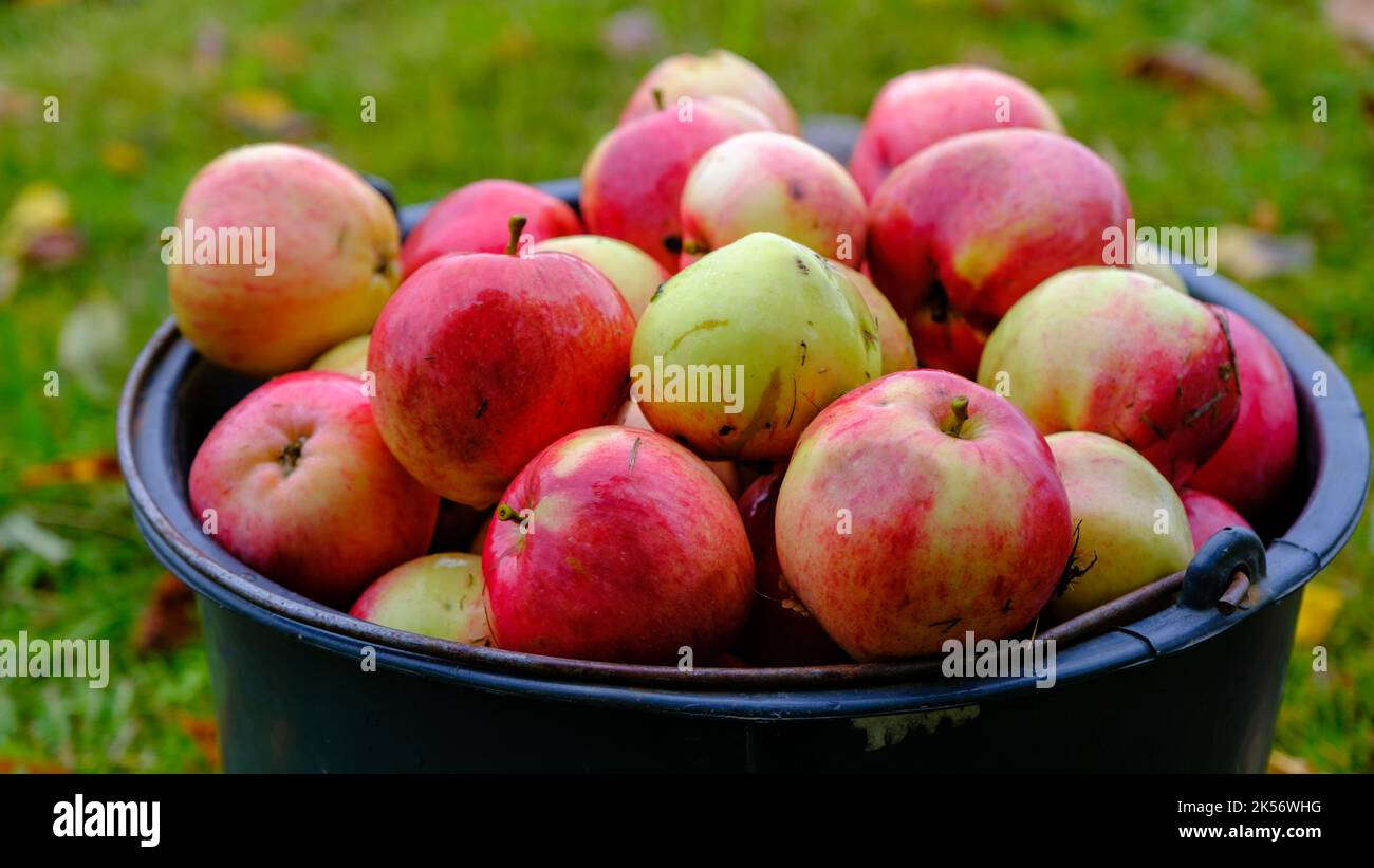 Black bucket with natural red apples on green grass background. A whole ...