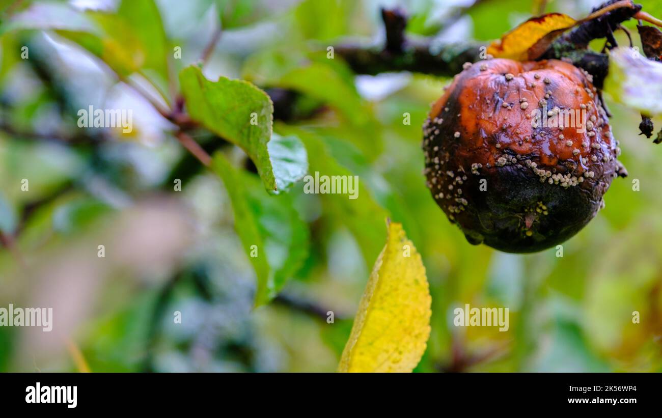 one bad brown rotten apple close up hanging on a branch Stock Photo - Alamy