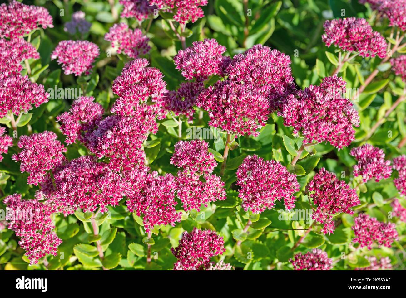 Red flowering sedum plant, Hylotelephium telephium Stock Photo - Alamy