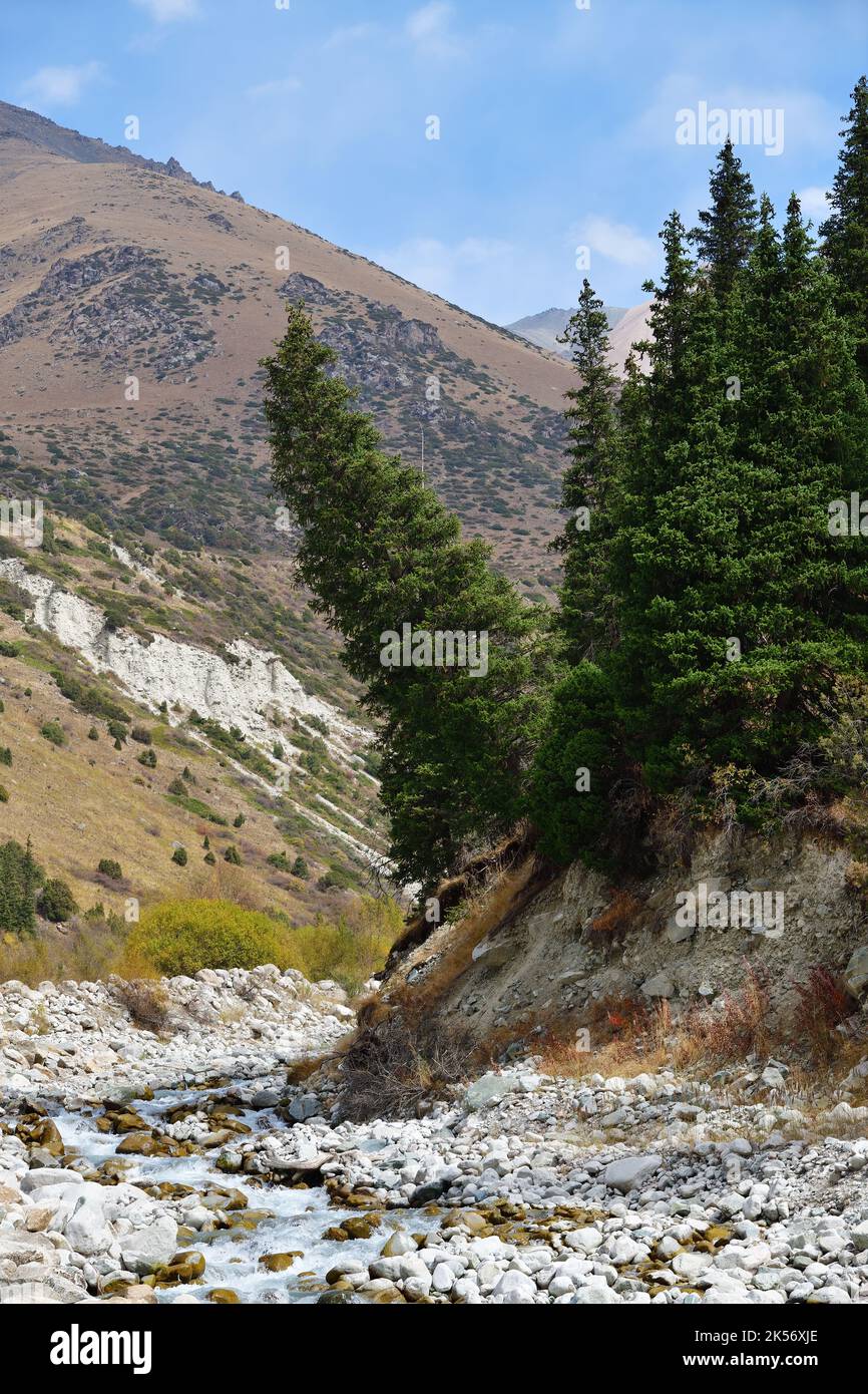 Ak Sai valley autumn landscape. Mountain river, Tian Shan fir trees and ...