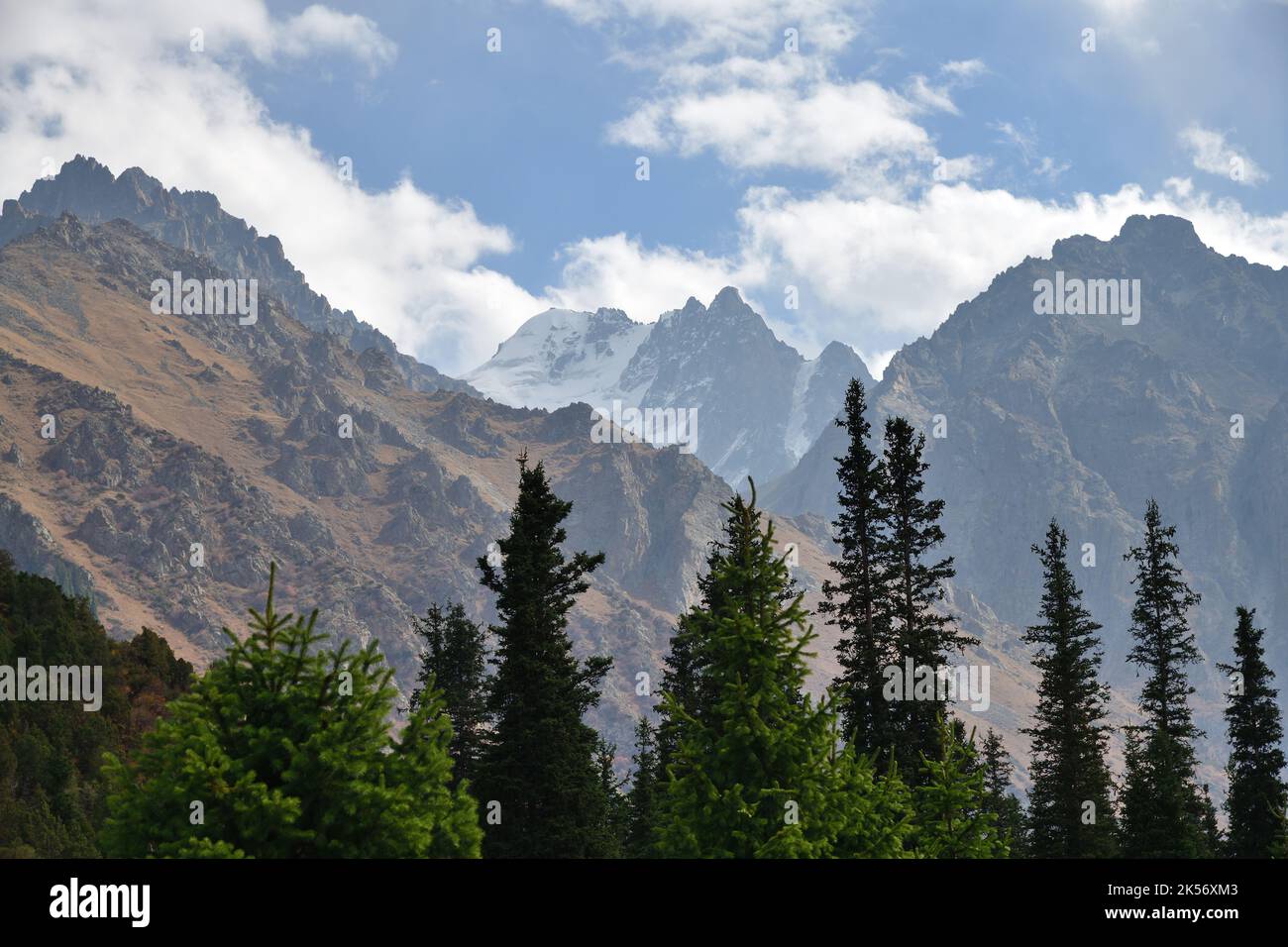 Tian shan fir trees and view on high snow covered peaks of Tian Shan ...
