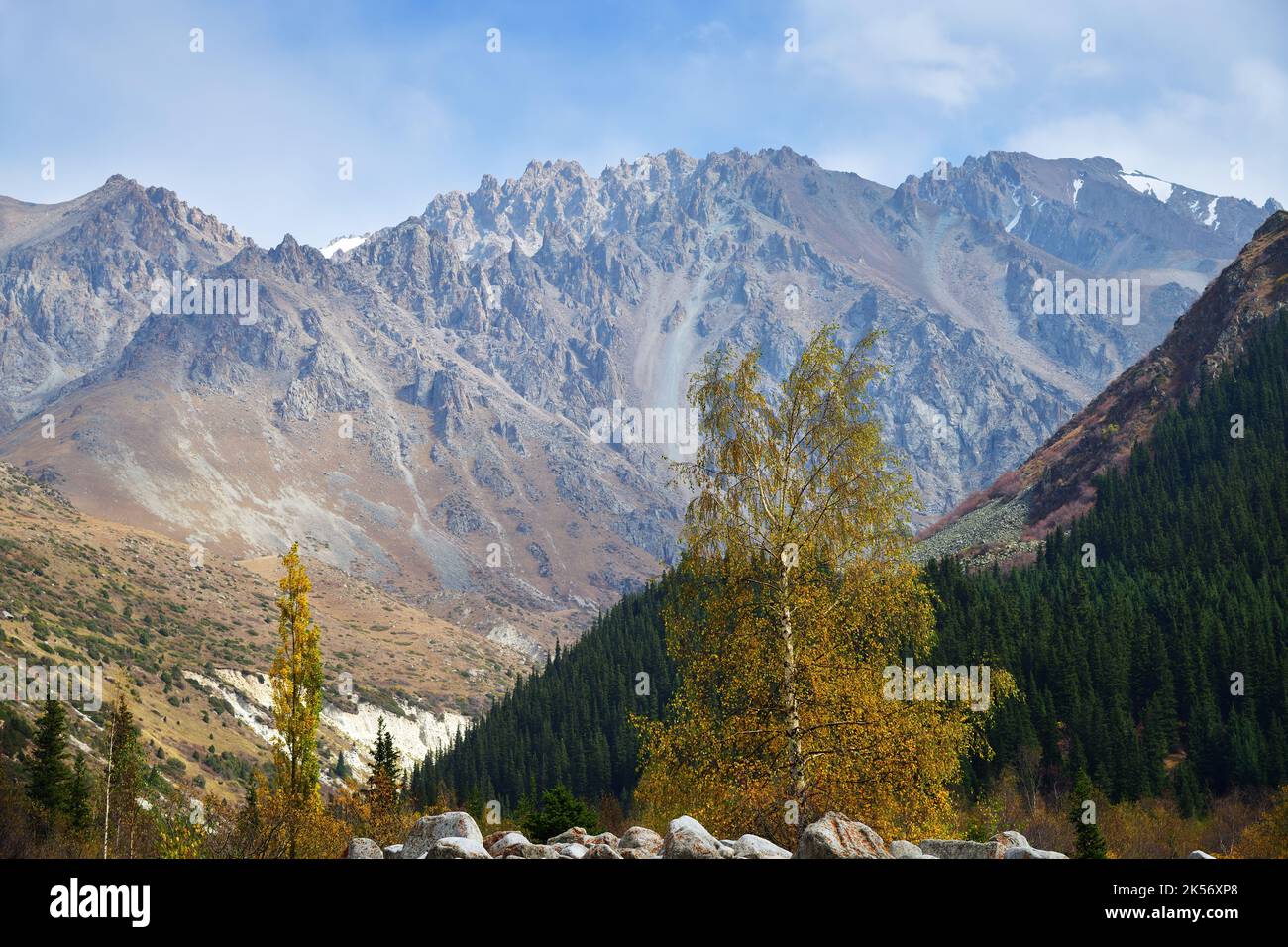Ak Sai valley autumn landscape. Stone run, Birch tree, Tian Shan fir ...