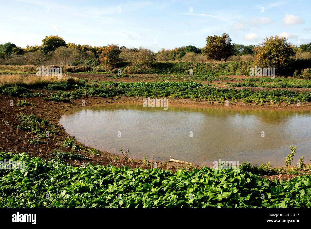 The Stratford Riverside Nature Reserve, Stratford-upon-Avon ...