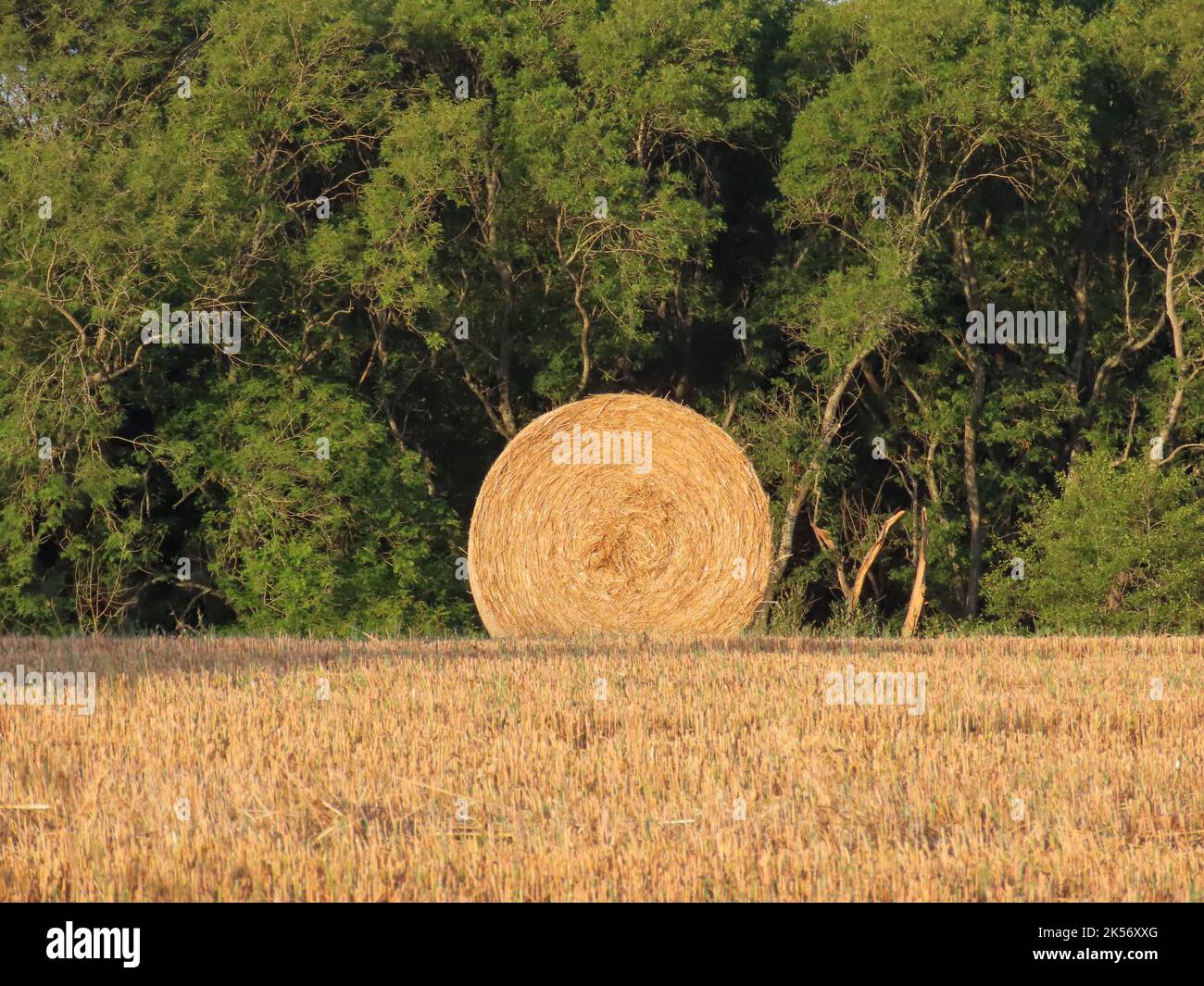 round bale of hay in the field in Autumn sunshine Stock Photo - Alamy