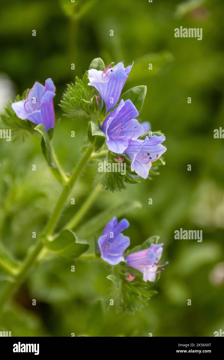 pretty blue and pink flowers of Viper's Bugloss Echium Vulgare with a ...