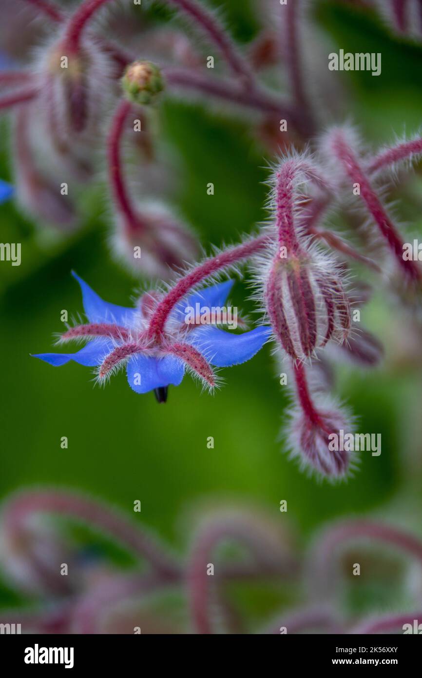 borage also known as starflower an annual herb in the flowering plant ...