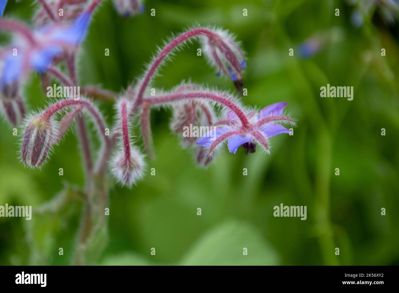 Borage seed hi-res stock photography and images - Alamy