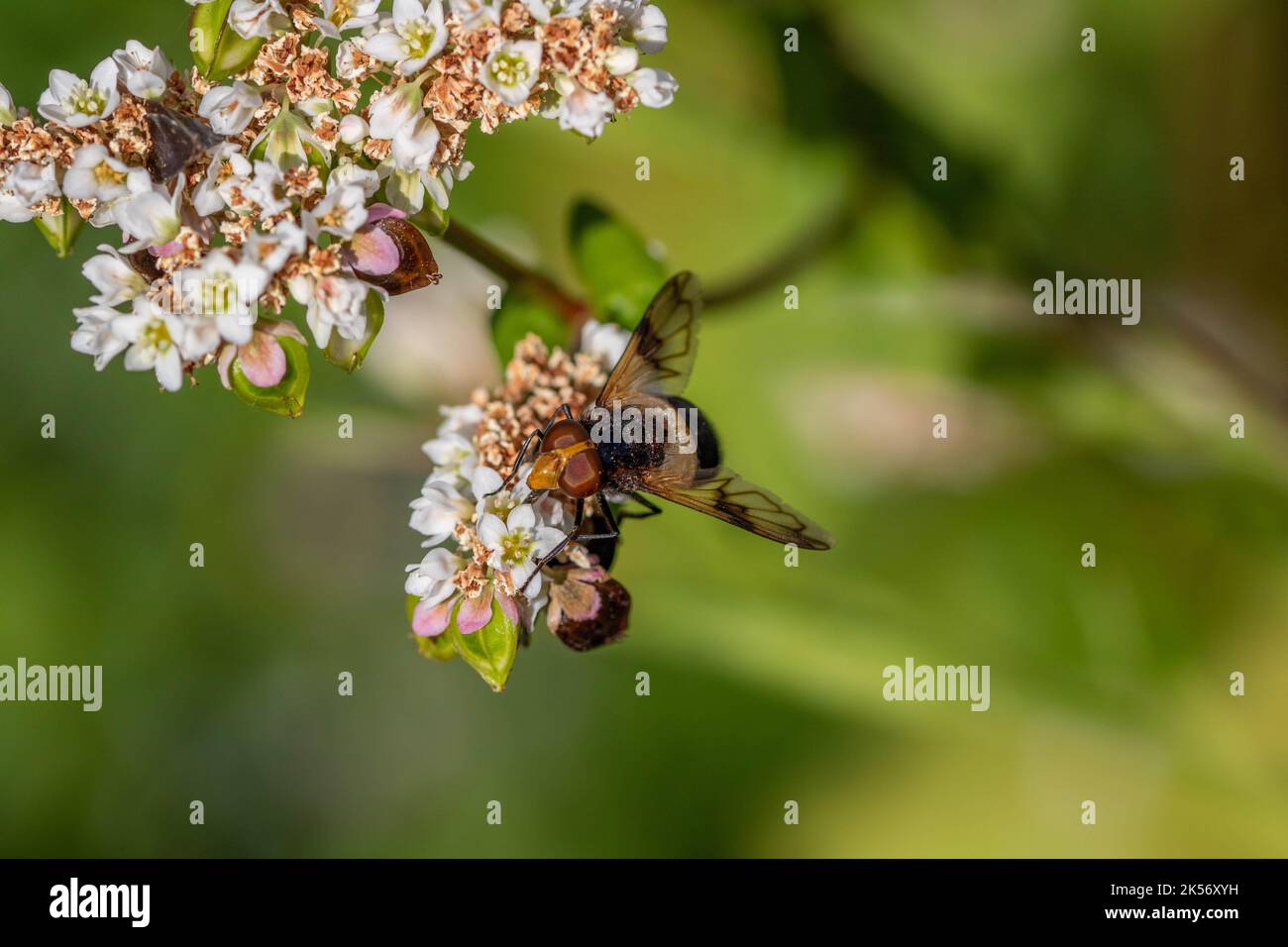 volucella pellucens the pellucid fly a hoverfly on flowers of buckwheat ...