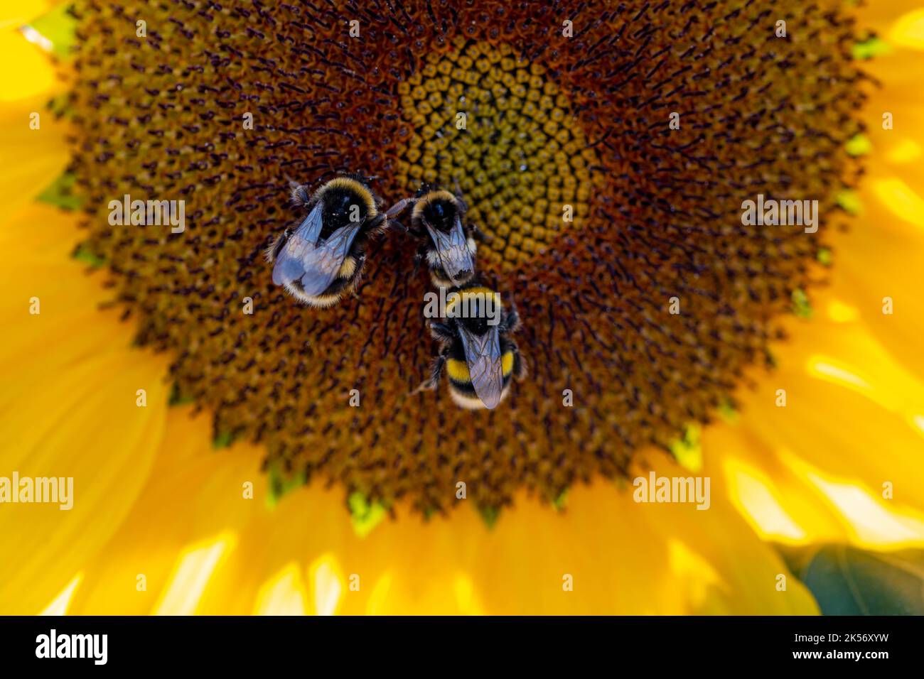 Collecting seed flowers hi-res stock photography and images - Alamy