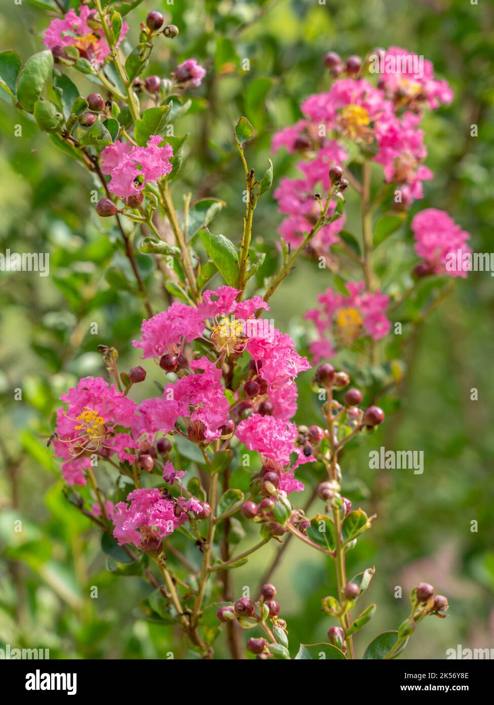 Closeup view of pink lagerstroemia indica or crape myrtle flowers in ...