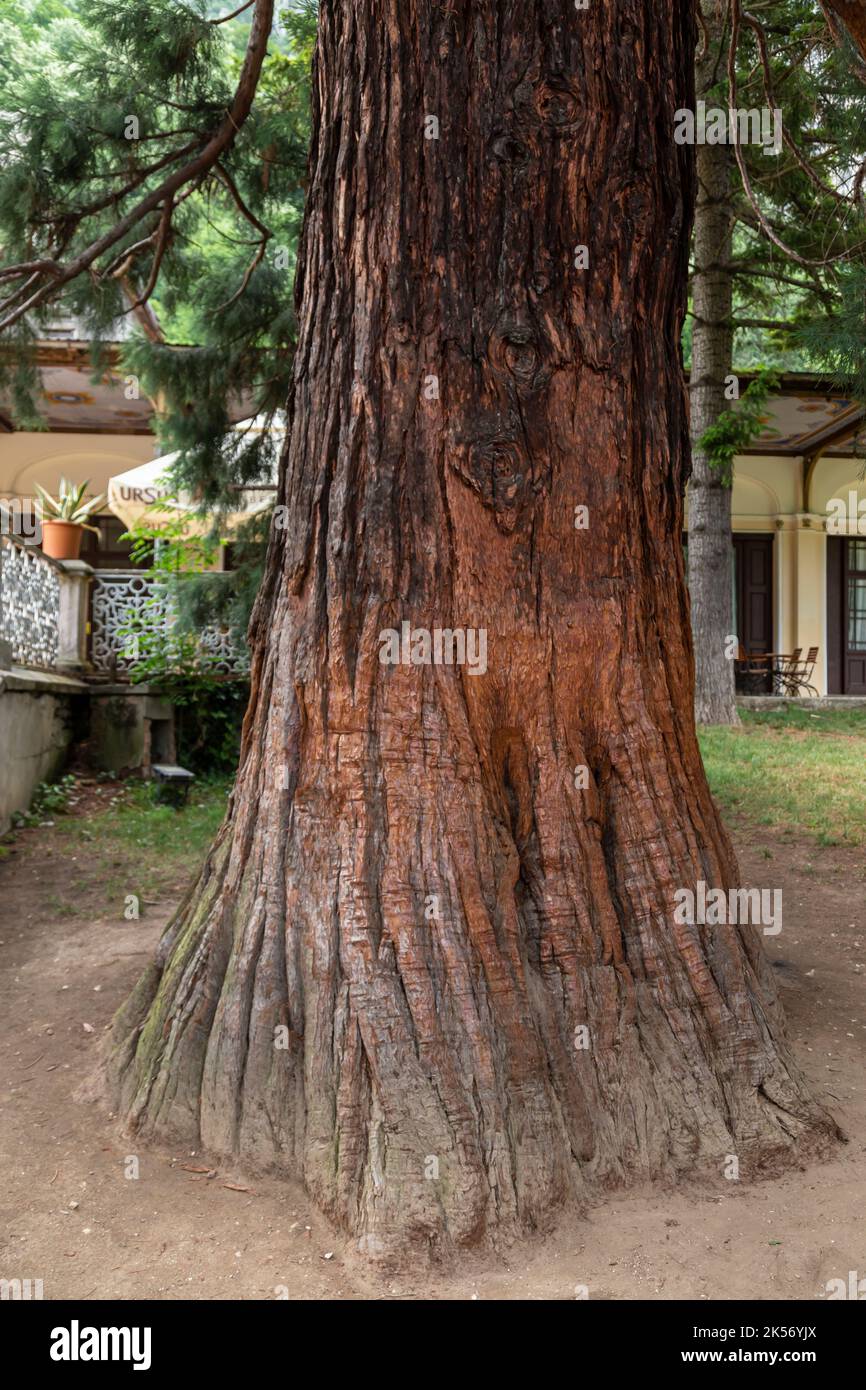 Baile Herculane ( Herculane Bath ), Romania - June 13, 2022: Sequoia ...