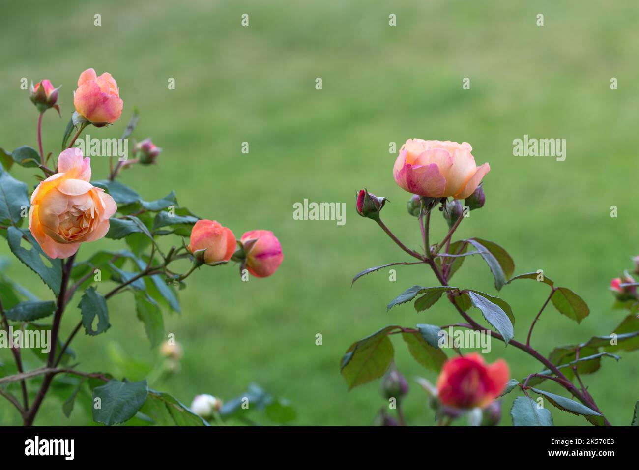 Rose buds wallpaper background hi-res stock photography and images - Alamy