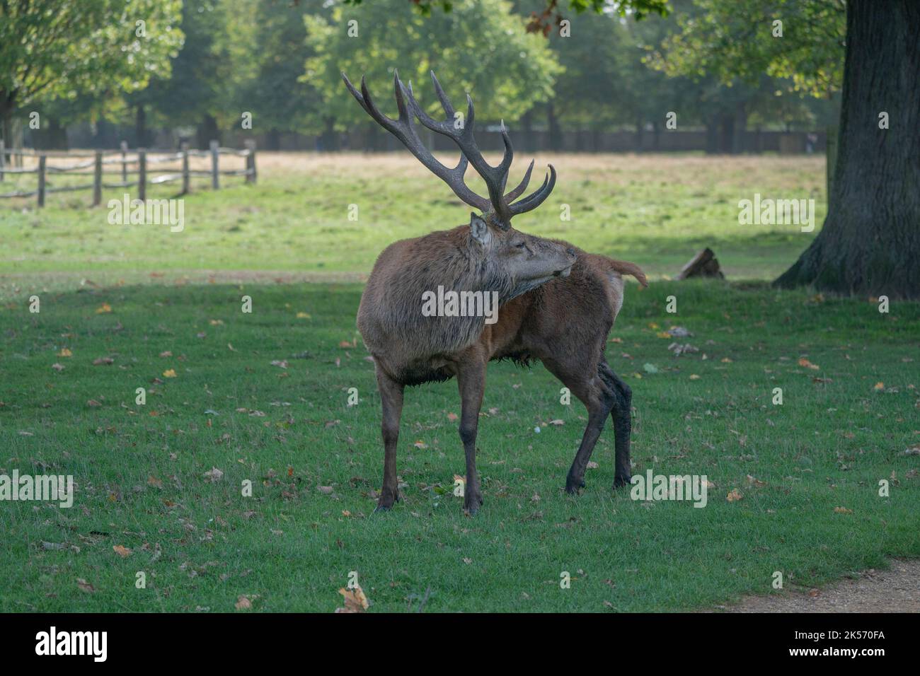 red deer stag in autumn Stock Photo - Alamy