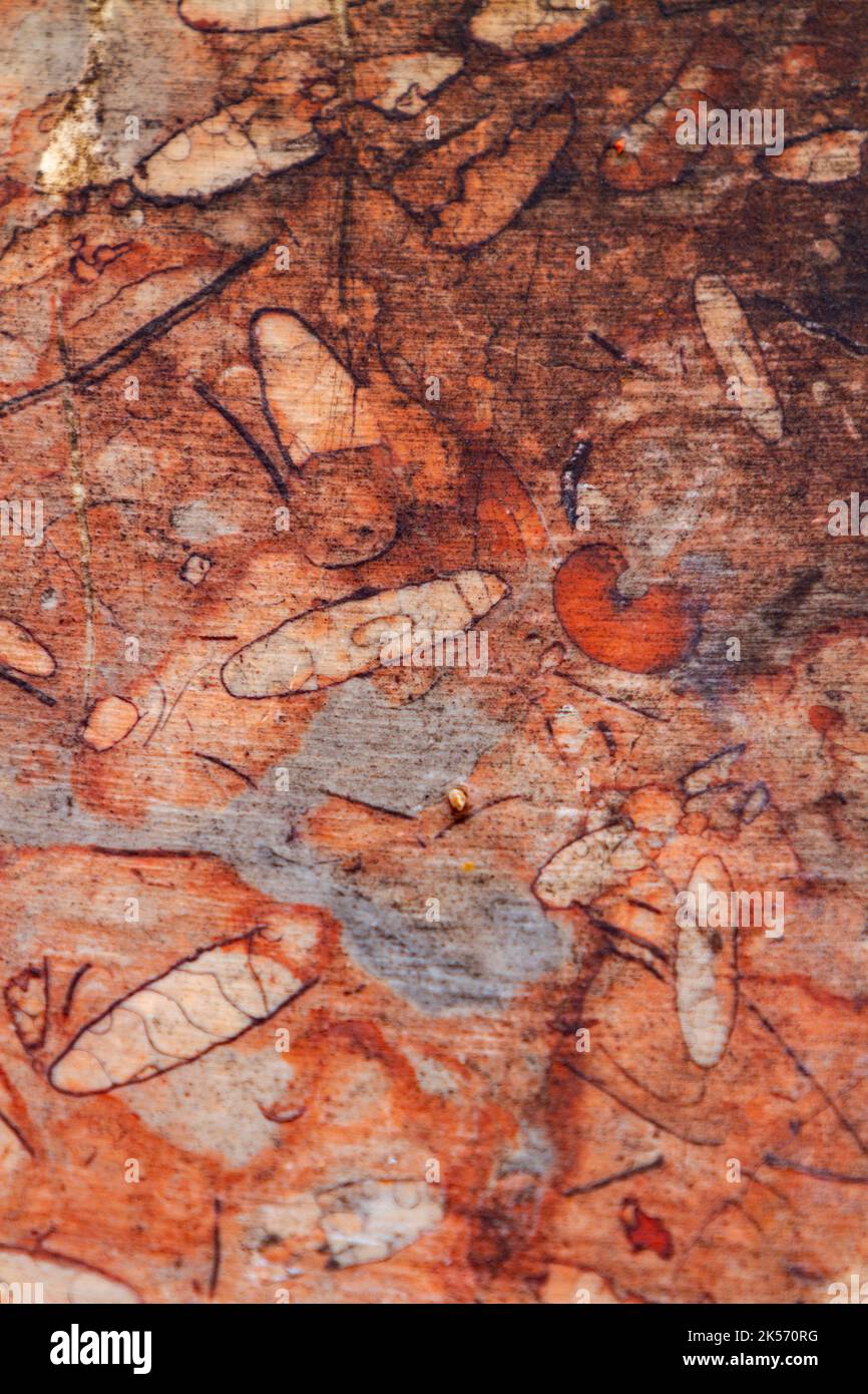 Fossiliferous stone hi-res stock photography and images - Alamy