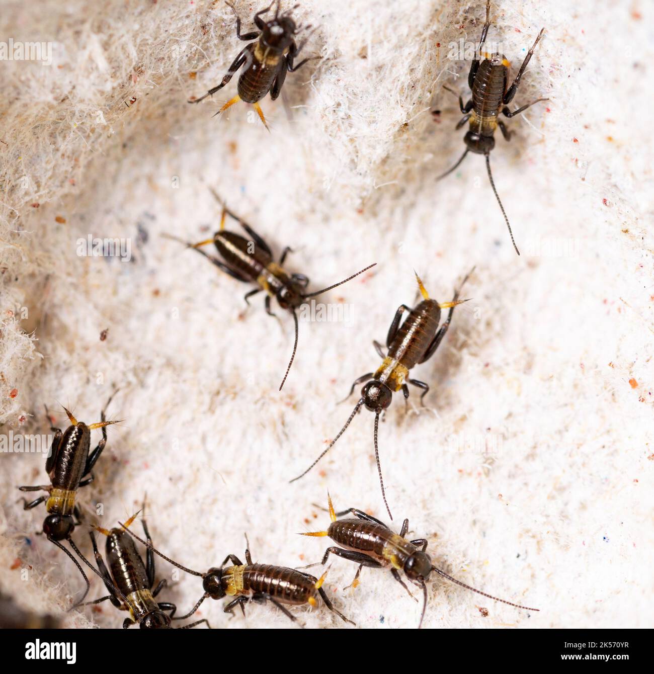 Breeding crickets. Small crickets after hatching in breeding. Food ...