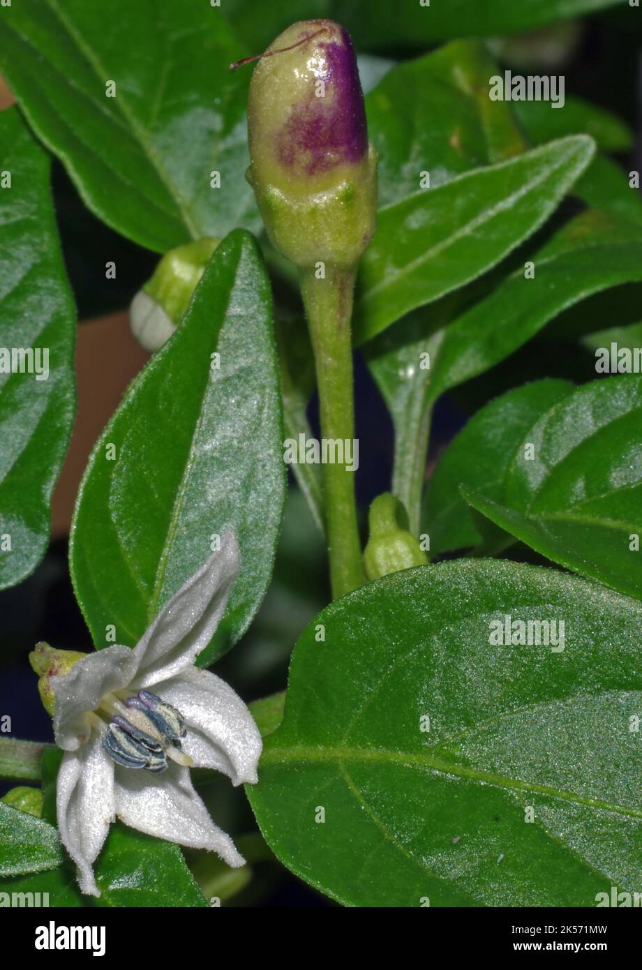 Spicy pepper flowering close-up Stock Photo - Alamy
