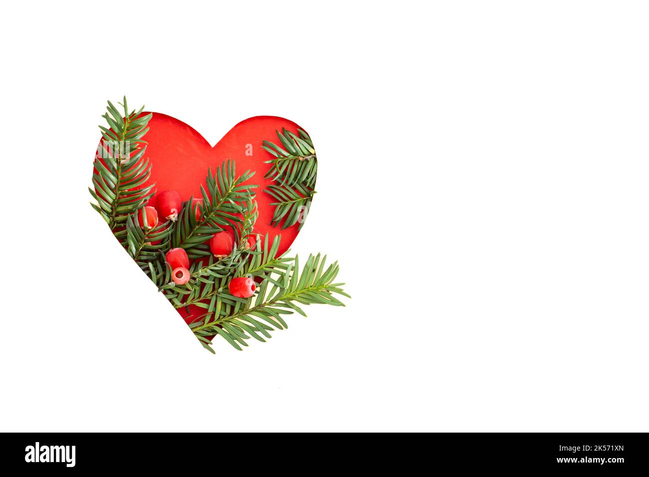 Tisa ,Taxus baccata tree branches, arranged coming out from a heart ...