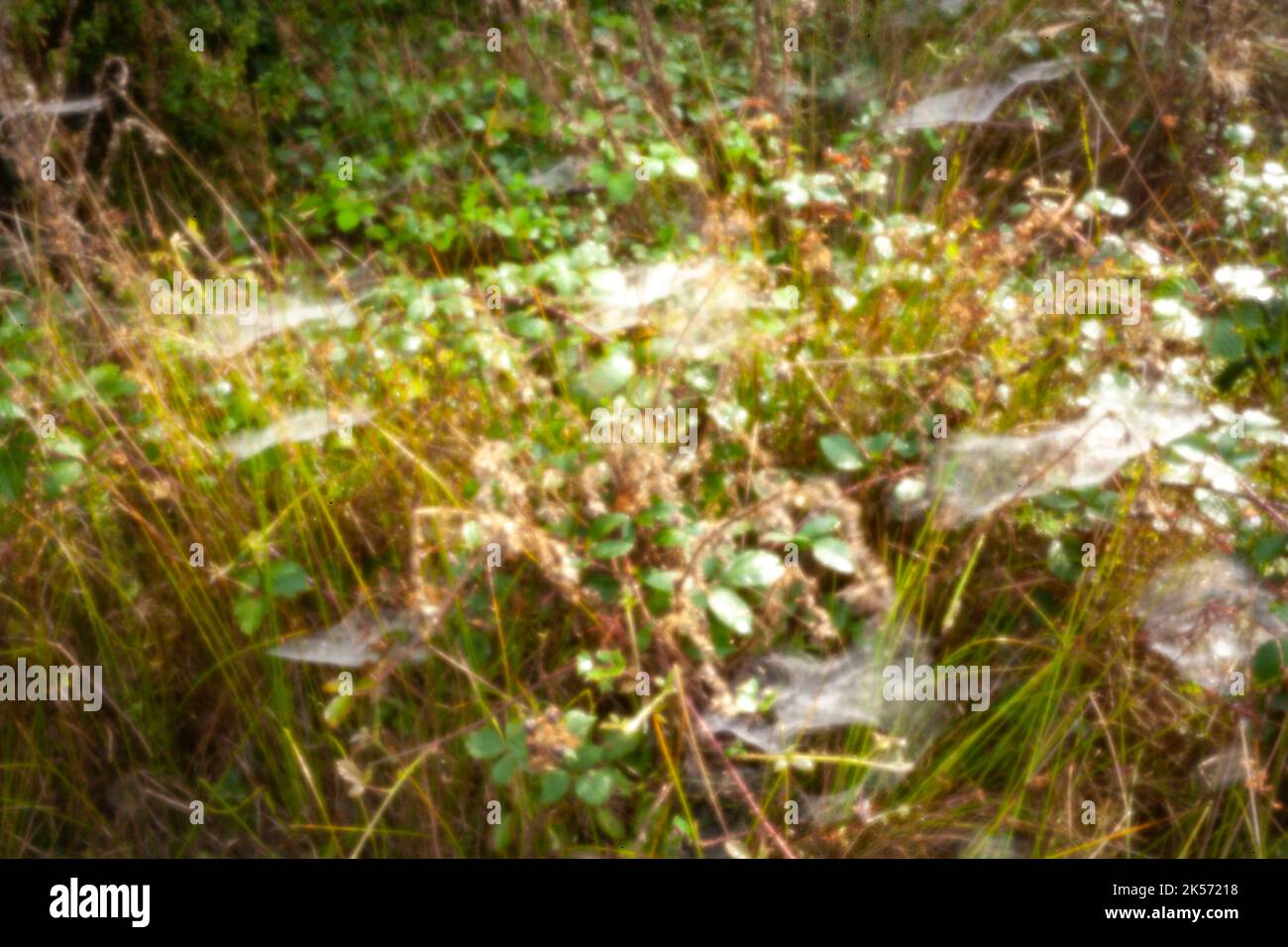 Age-defying, digital age, premium quality, eye-catching, stand-out ...