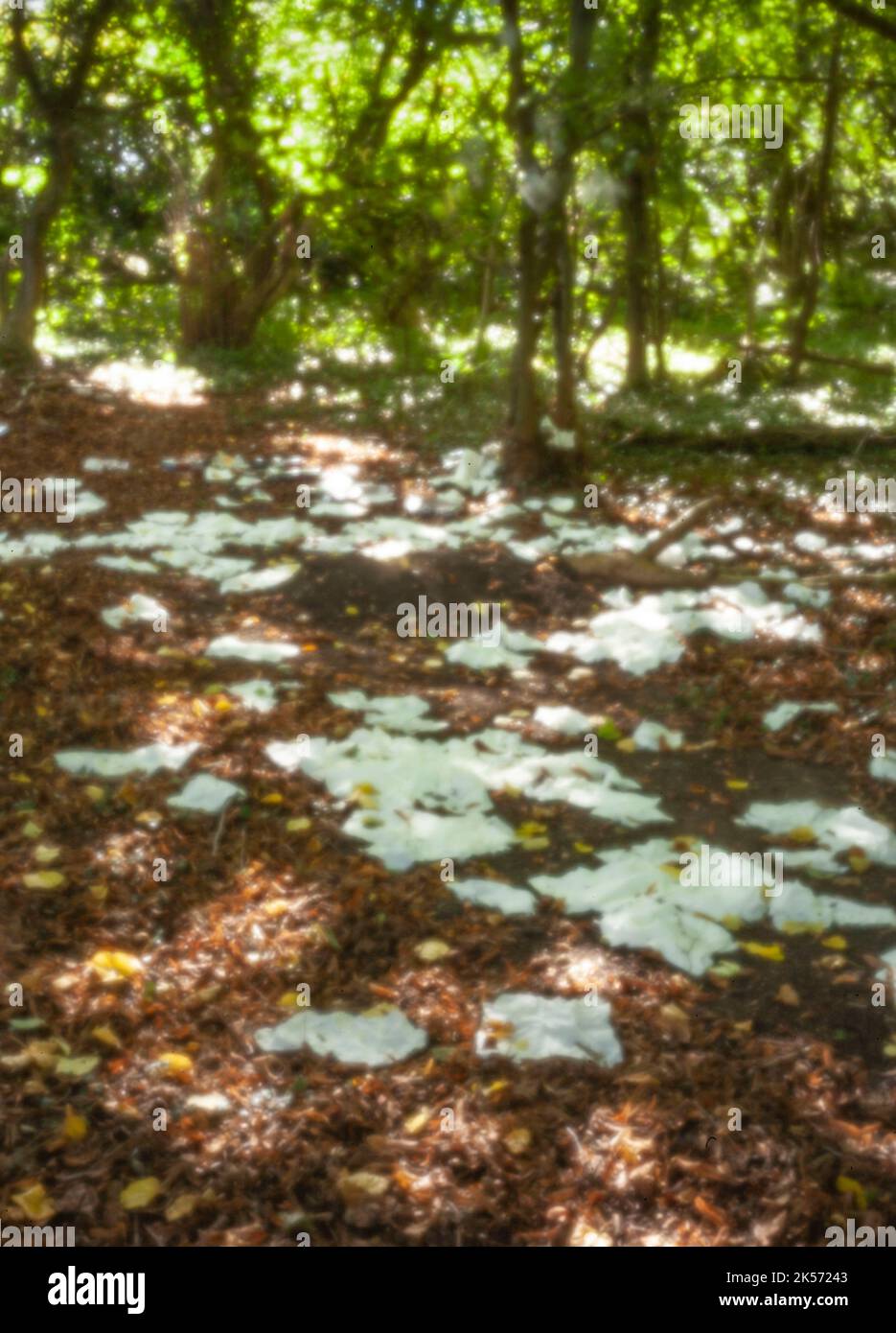 Age-defying, digital age, premium quality, eye-catching, stand-out ...