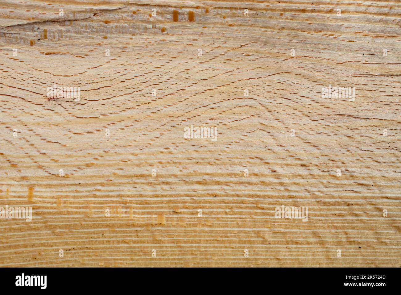 Texture of a section of a beech tree trunk closeup. Detail of fresh ...