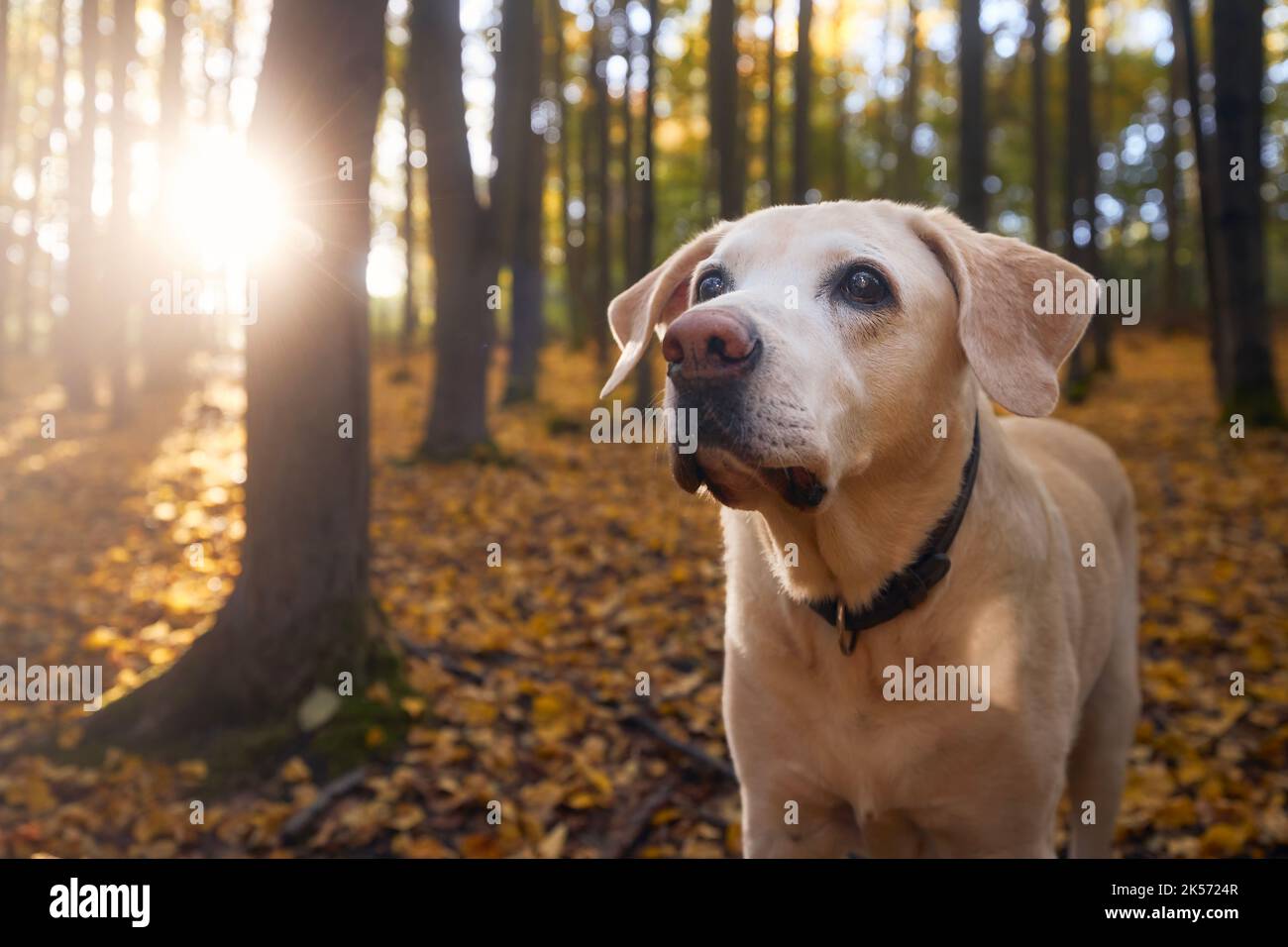 Senior yellow labrador retriever hi-res stock photography and images ...