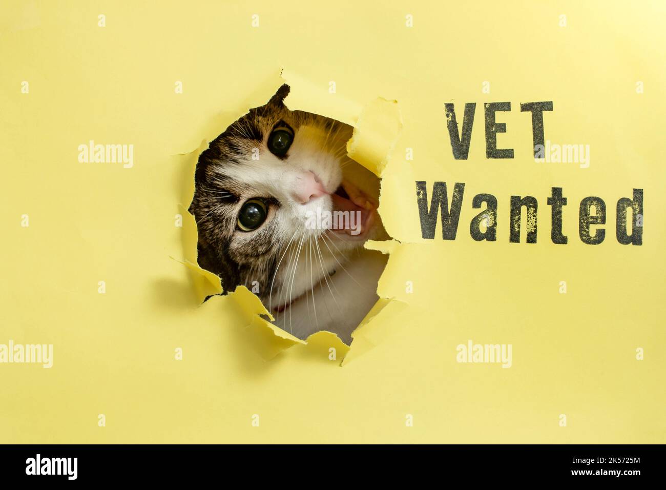 Cute cat with mouth open, looking thru a hole in yellow paper. Vet ...