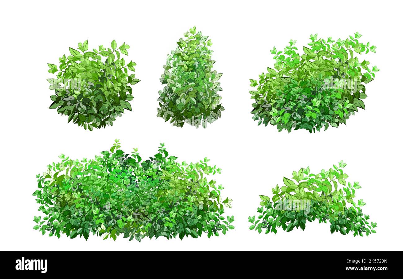 Realistic garden shrub, seasonal bush, boxwood, tree crown bush foliage ...