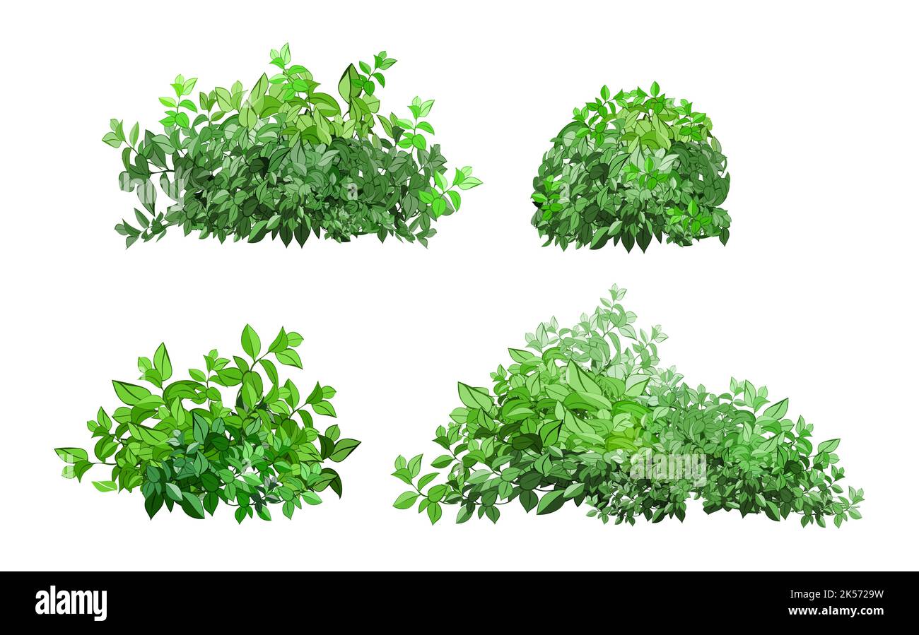 Realistic garden shrub, seasonal bush, boxwood, tree crown bush foliage ...