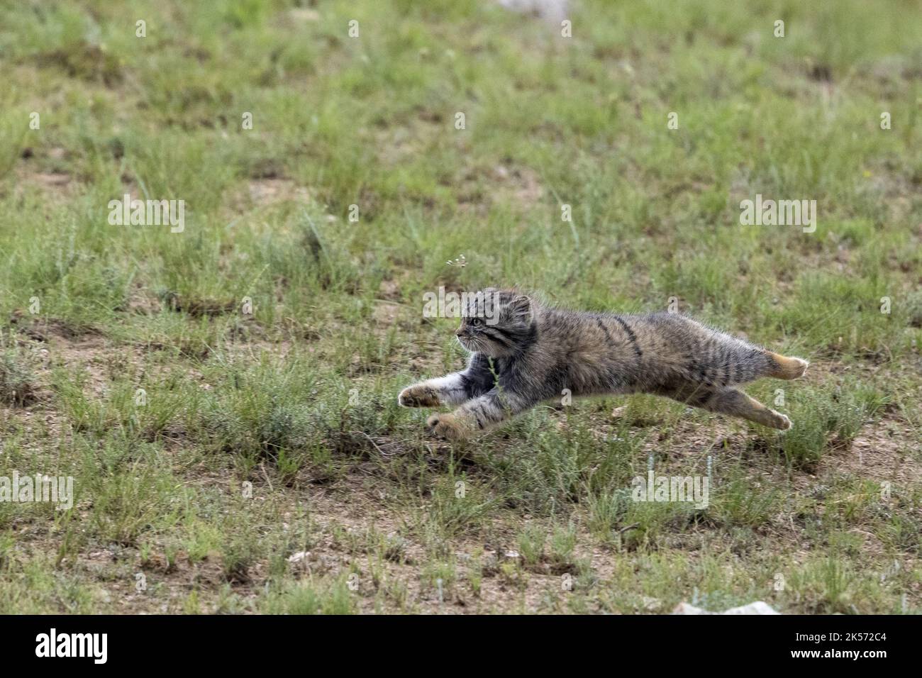 Mongolia, East Mongolia, Steppe area, Pallas's cat (Otocolobus manul ...