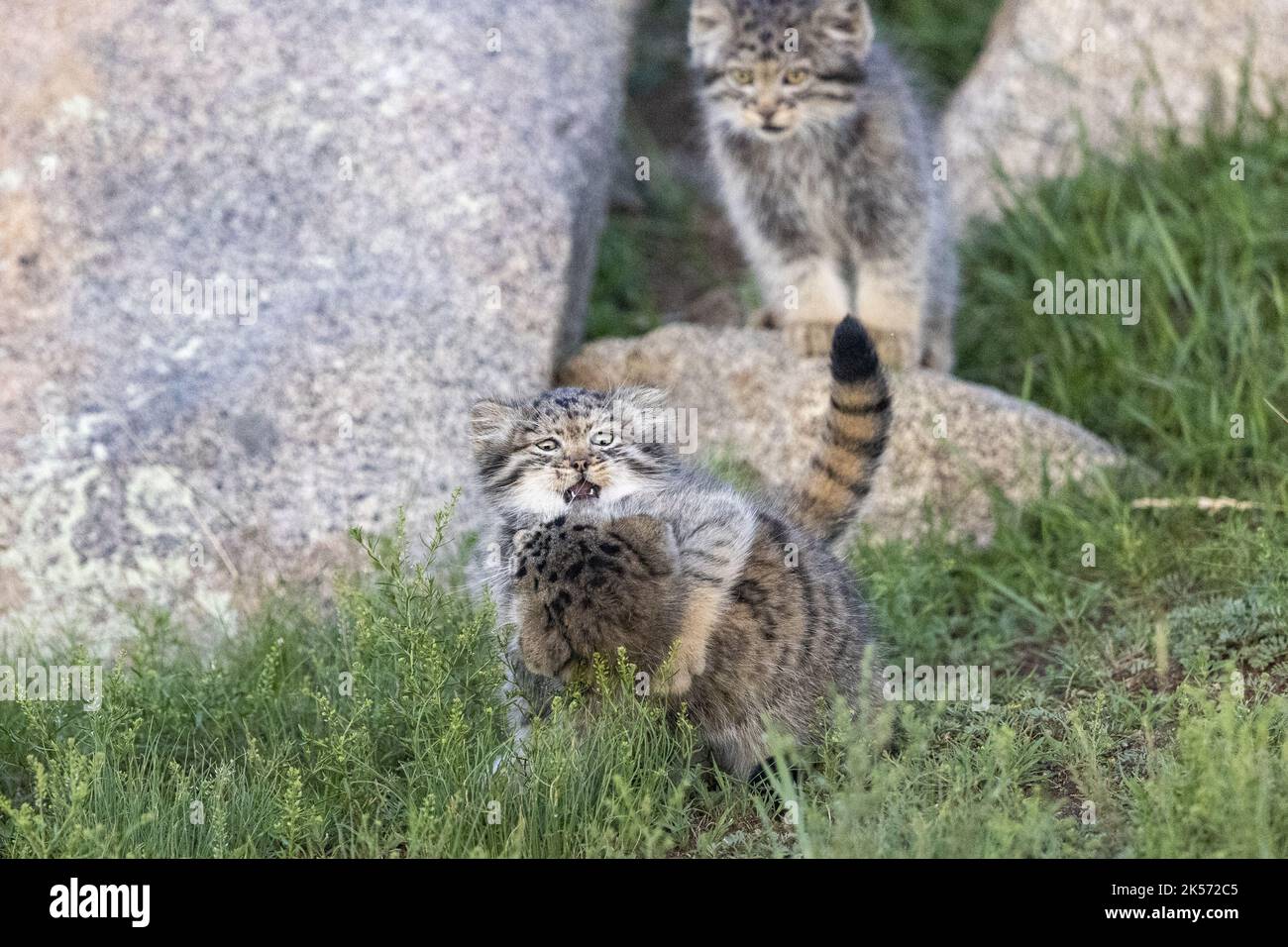 Mongolia, East Mongolia, Steppe area, Pallas's cat (Otocolobus manul ...