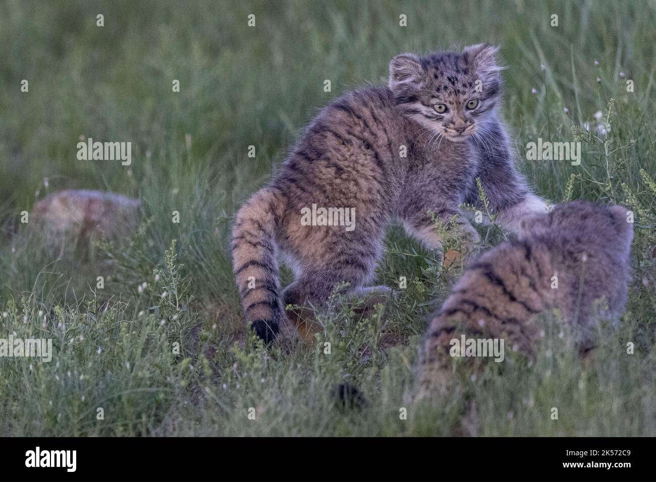 Mongolia, East Mongolia, Steppe area, Pallas's cat (Otocolobus manul ...