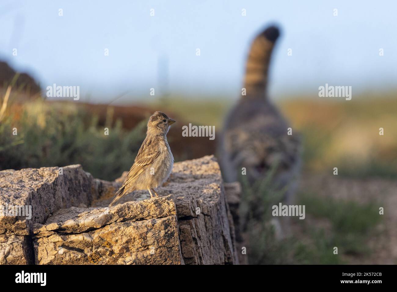 Mongolia, East Mongolia, Steppe area, Pallas's cat (Otocolobus manul ...