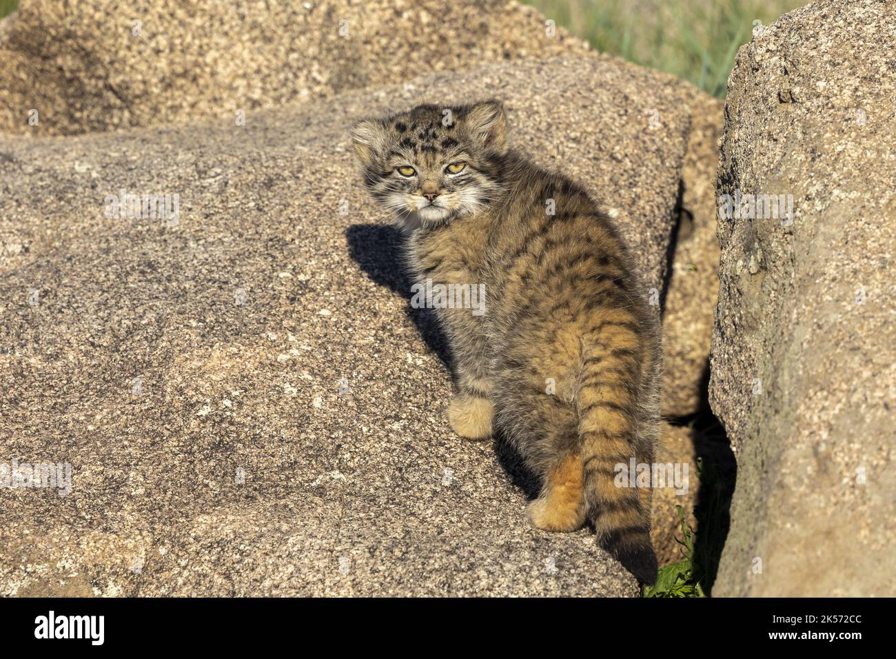 Mongolia, East Mongolia, Steppe area, Pallas's cat (Otocolobus manul ...