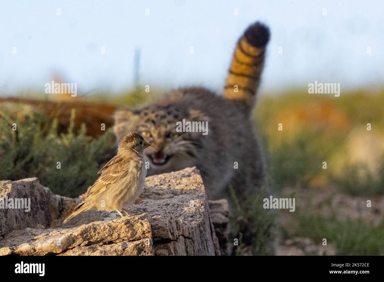 Mongolia, East Mongolia, Steppe area, Pallas's cat (Otocolobus manul ...