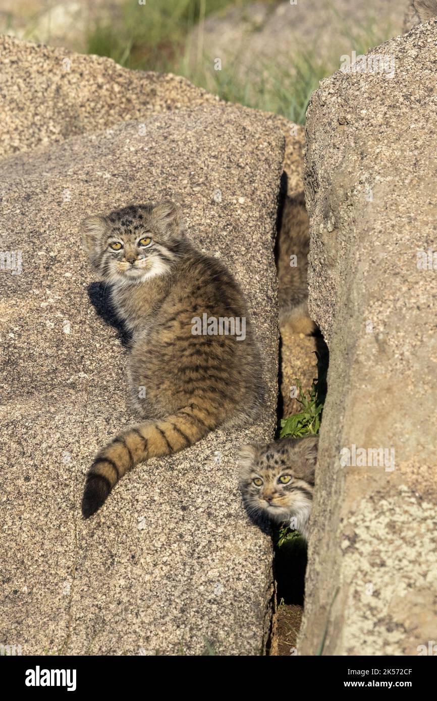 Mongolia, East Mongolia, Steppe area, Pallas's cat (Otocolobus manul ...