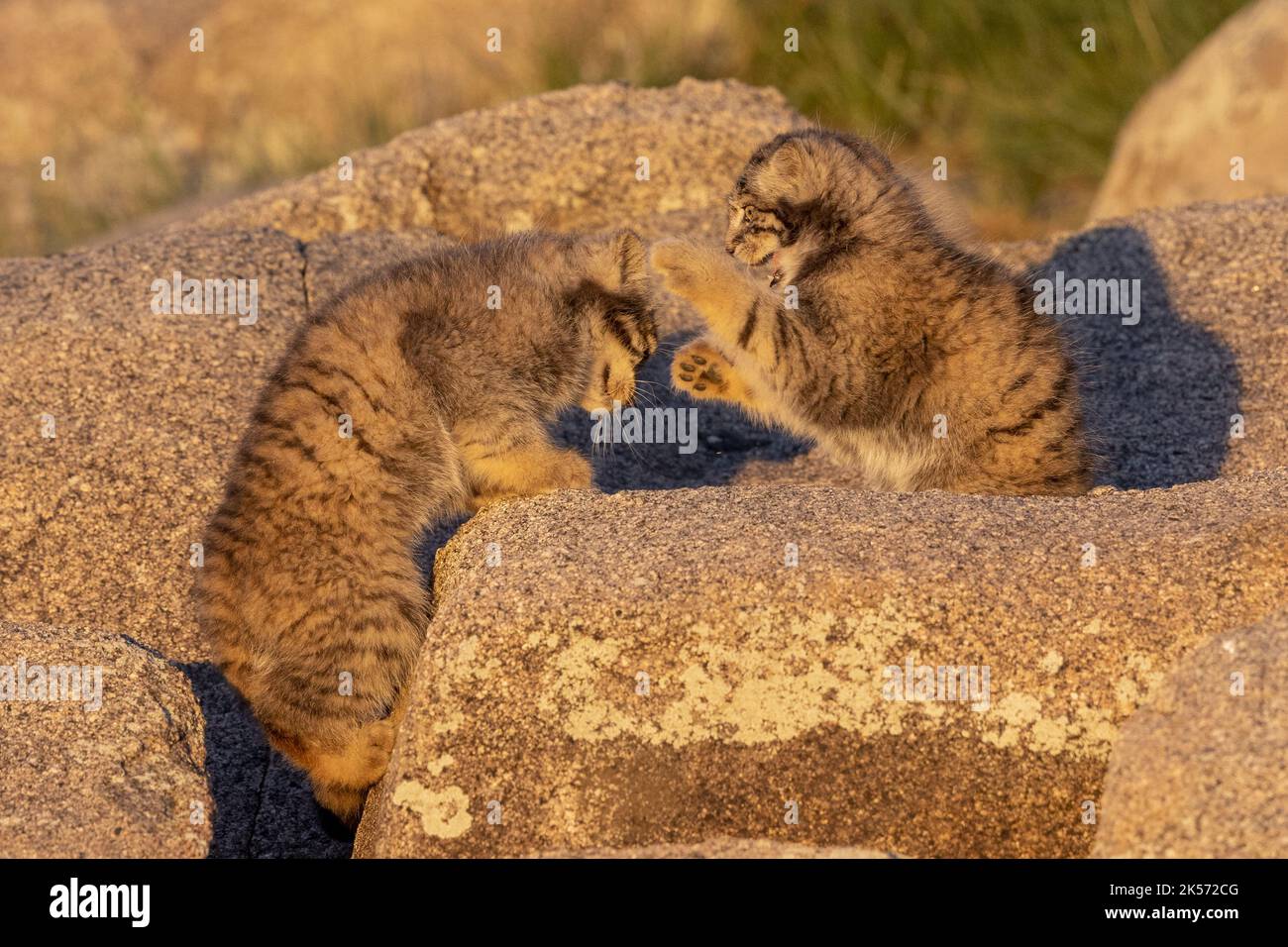 Mongolia, East Mongolia, Steppe area, Pallas's cat (Otocolobus manul ...