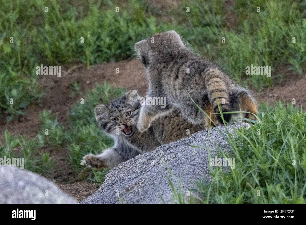 Mongolia, East Mongolia, Steppe area, Pallas's cat (Otocolobus manul ...