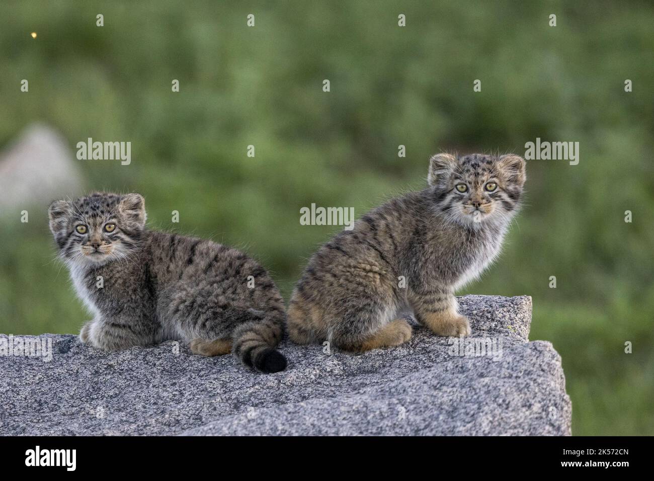 Mongolia, East Mongolia, Steppe area, Pallas's cat (Otocolobus manul ...