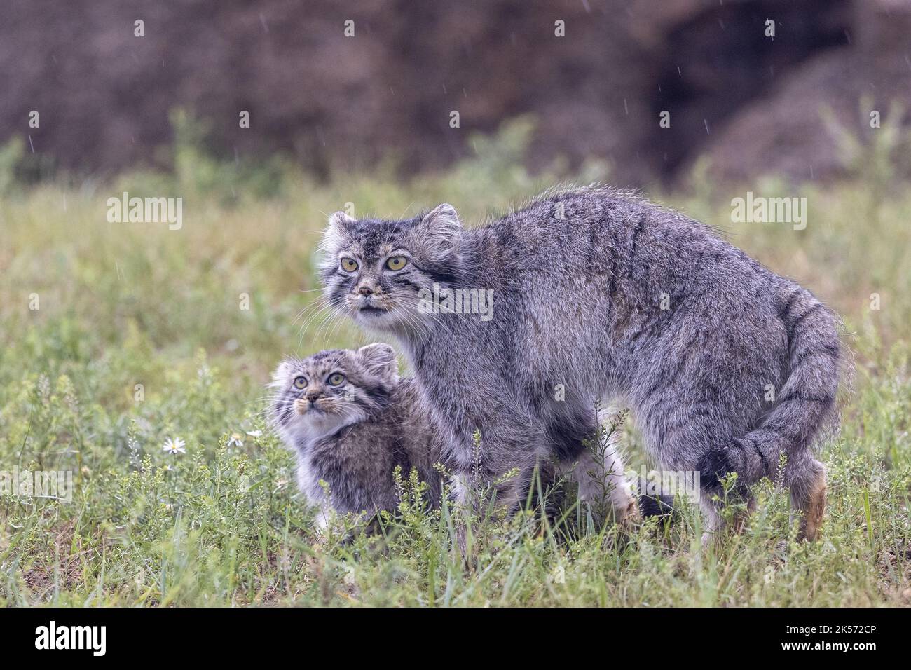 Mongolia, East Mongolia, Steppe area, Pallas's cat (Otocolobus manul ...