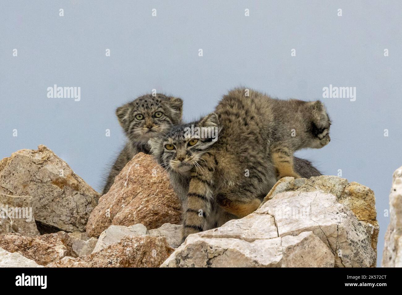 Mongolia, East Mongolia, Steppe area, Pallas's cat (Otocolobus manul ...
