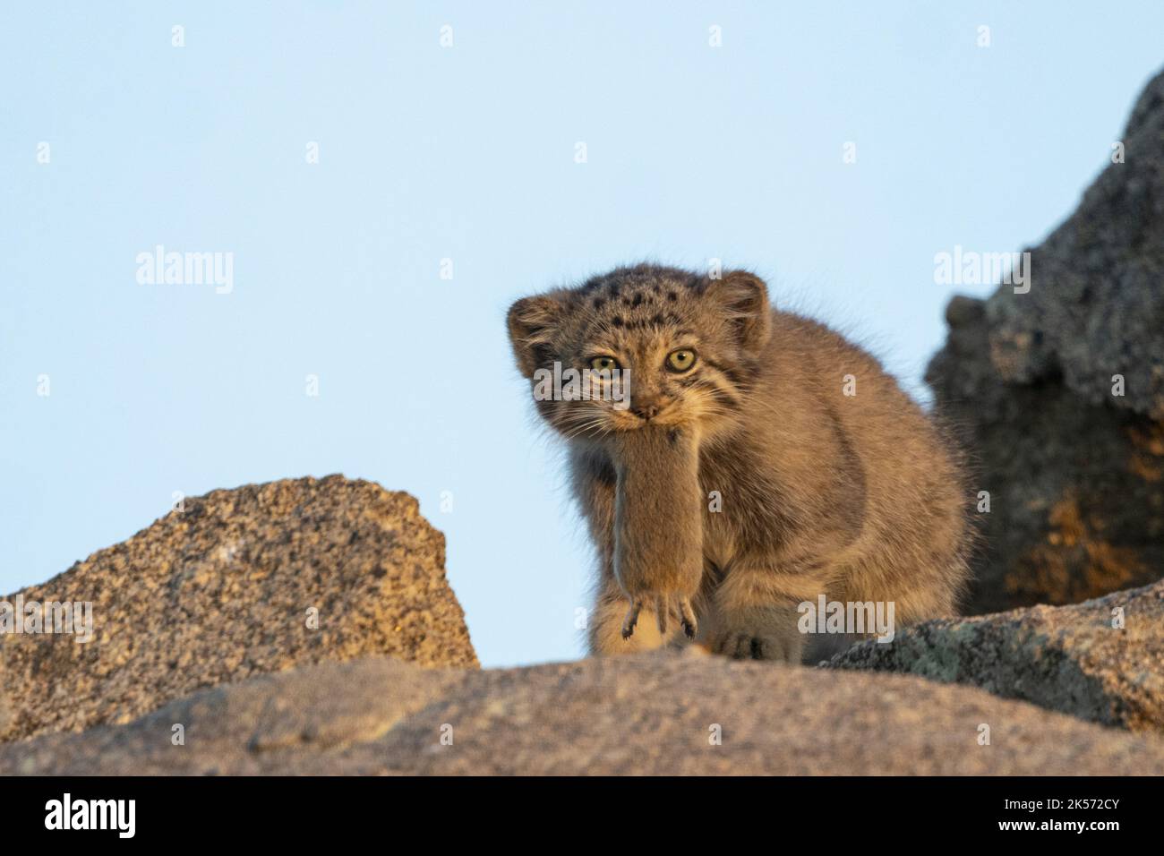 Mongolia, East Mongolia, Steppe area, Pallas's cat (Otocolobus manul ...