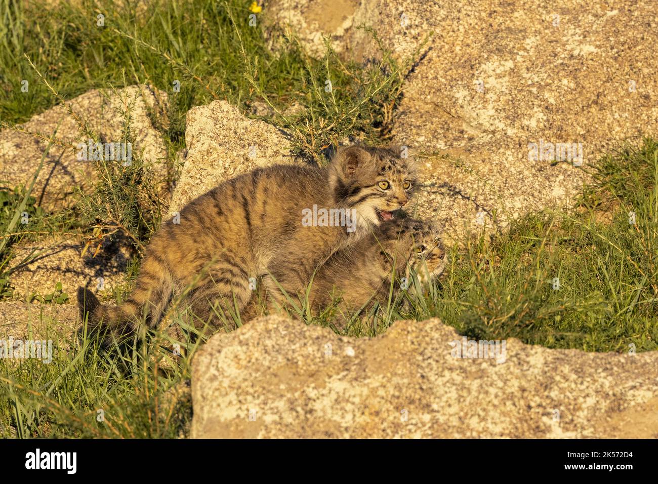Mongolia, East Mongolia, Steppe area, Pallas's cat (Otocolobus manul ...