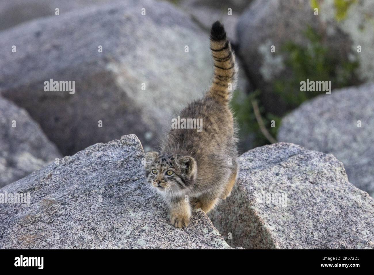 Mongolia, East Mongolia, Steppe area, Pallas's cat (Otocolobus manul ...
