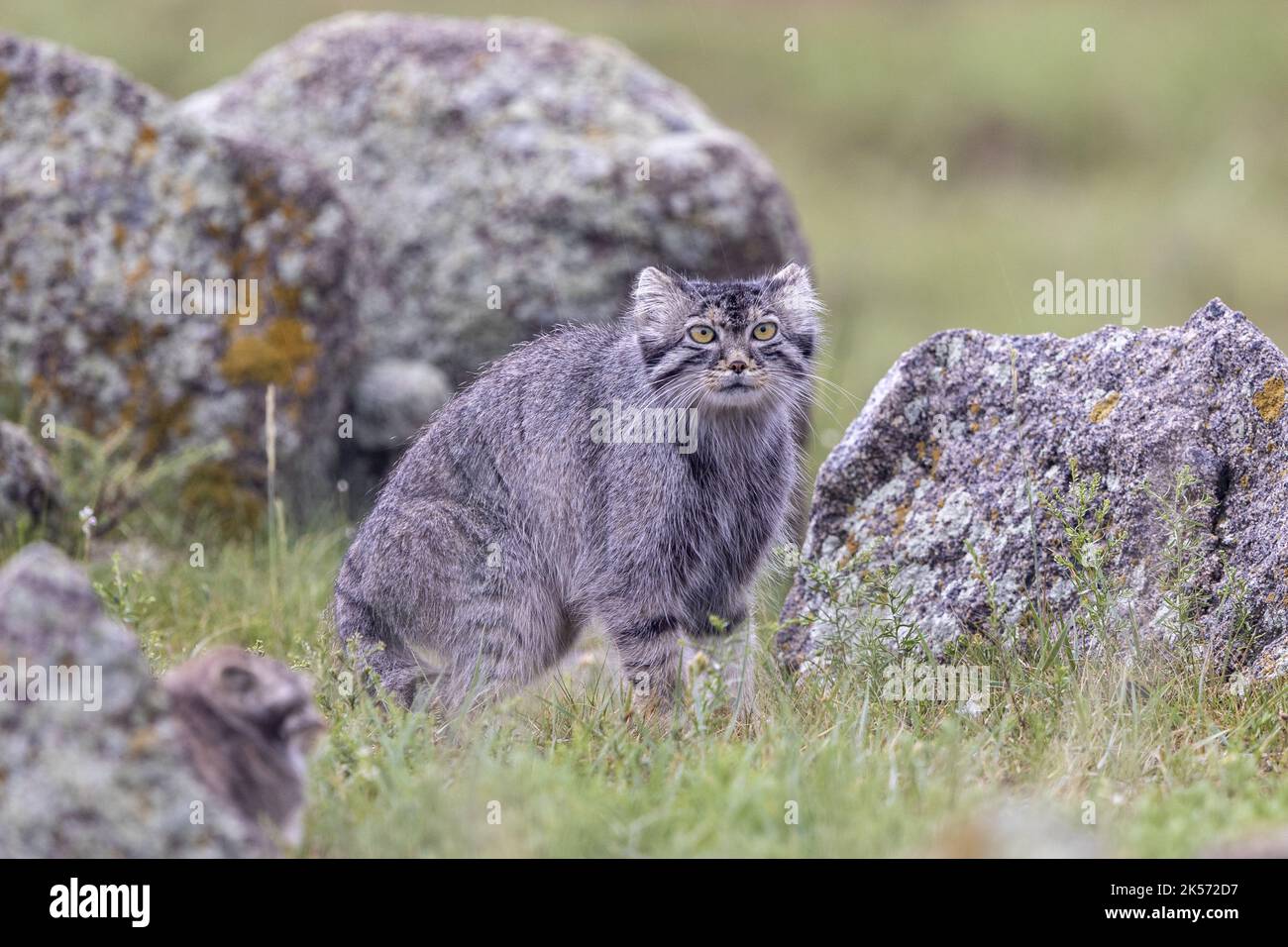 Mongolia, East Mongolia, Steppe area, Pallas's cat (Otocolobus manul ...