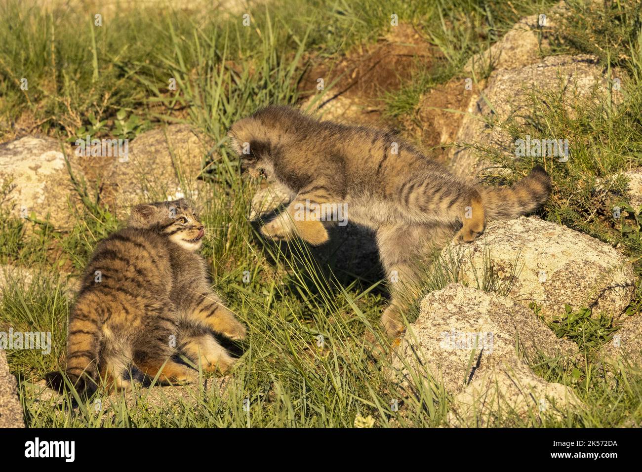 Mongolia, East Mongolia, Steppe area, Pallas's cat (Otocolobus manul ...