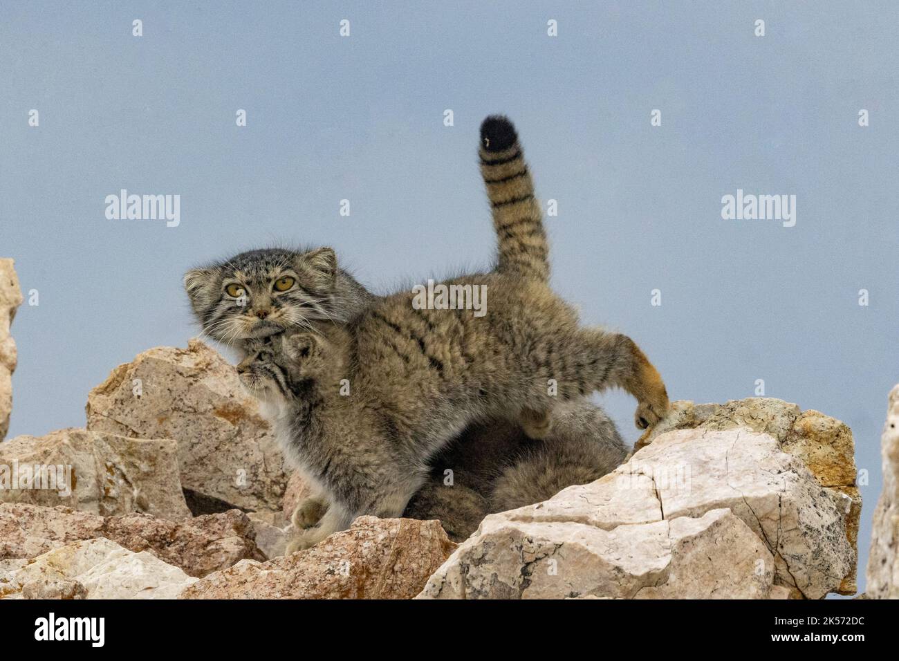 Mongolia, East Mongolia, Steppe area, Pallas's cat (Otocolobus manul ...