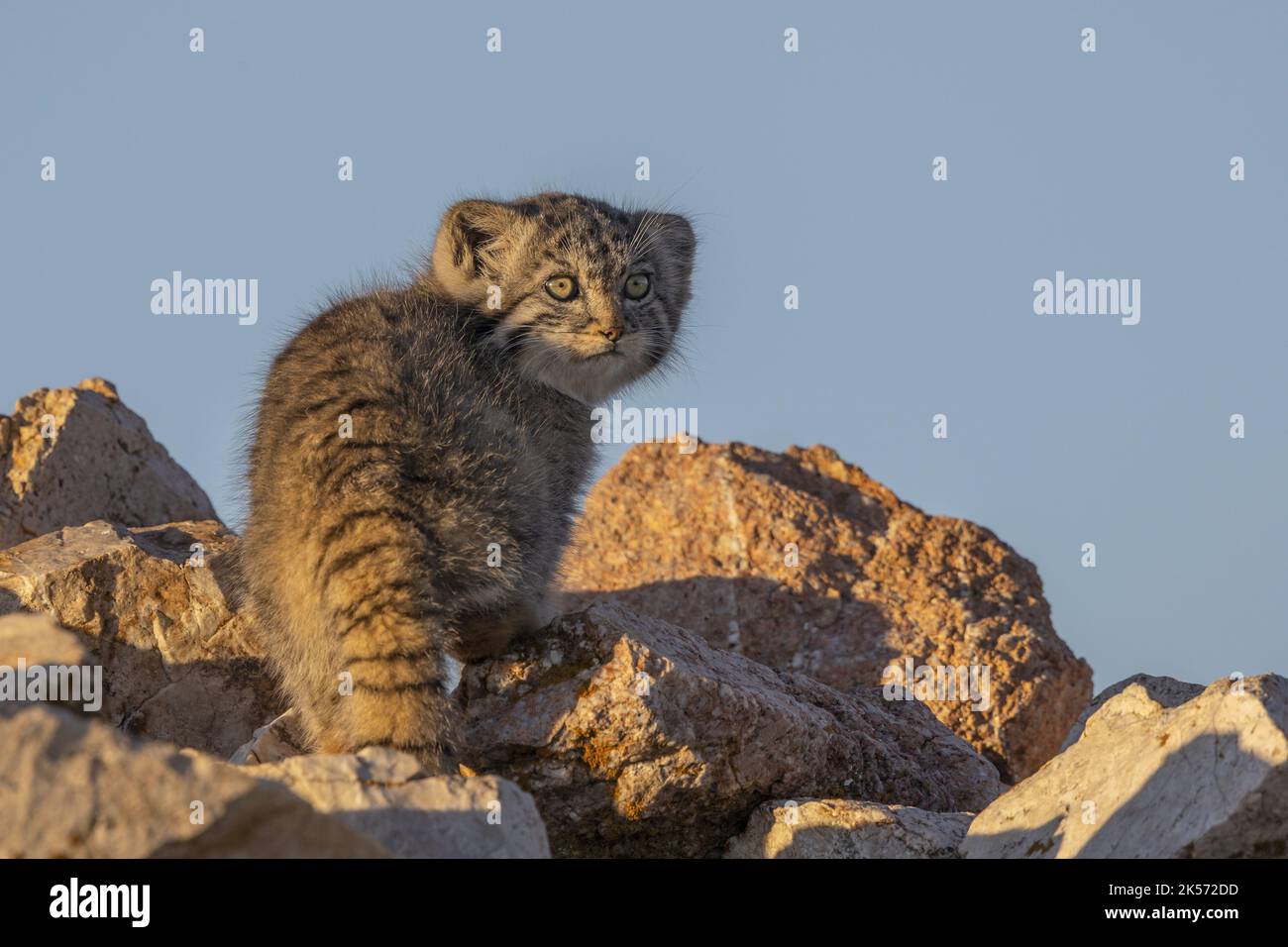Mongolia, East Mongolia, Steppe area, Pallas's cat (Otocolobus manul ...