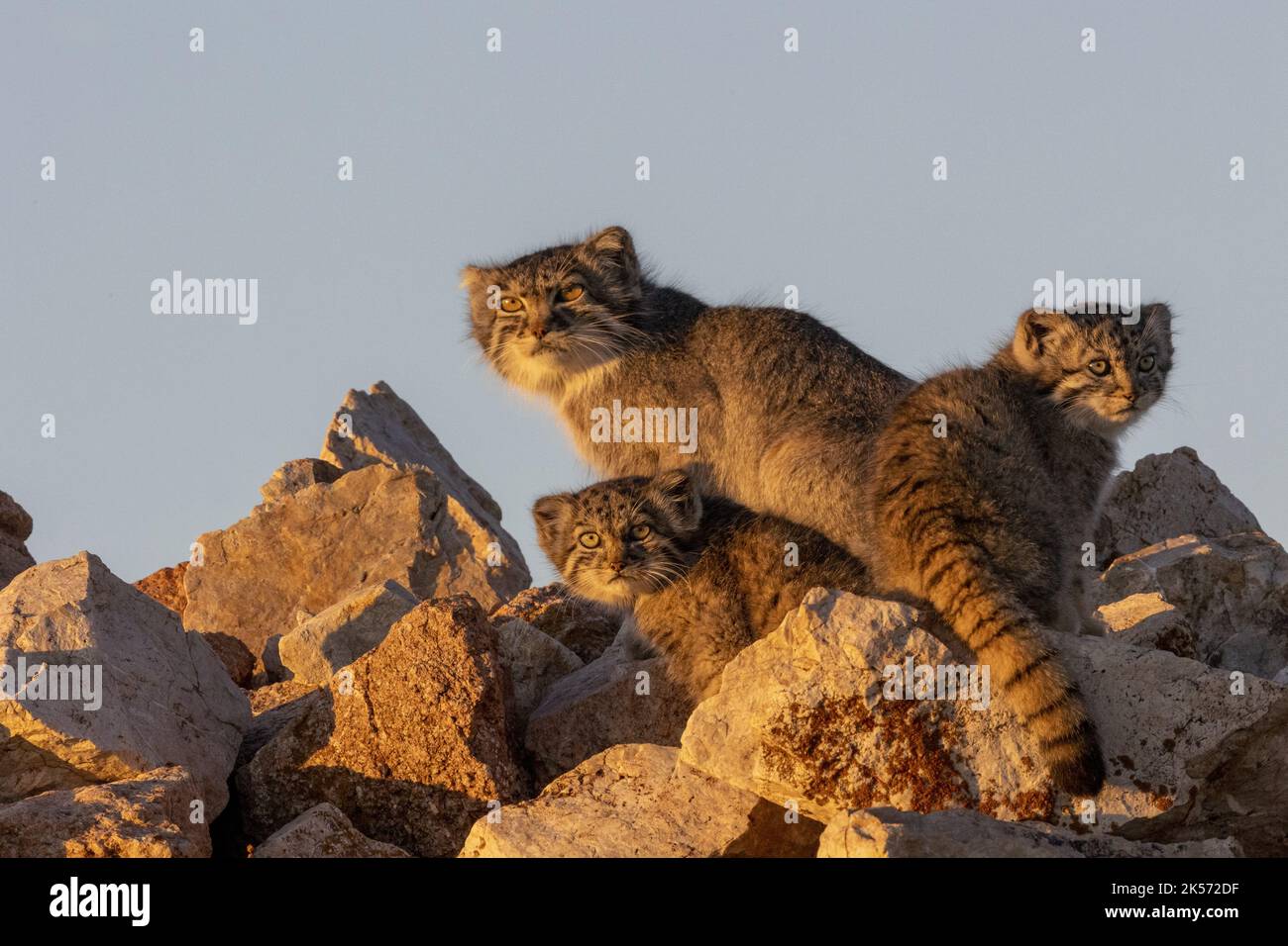 Mongolia, East Mongolia, Steppe area, Pallas's cat (Otocolobus manul ...